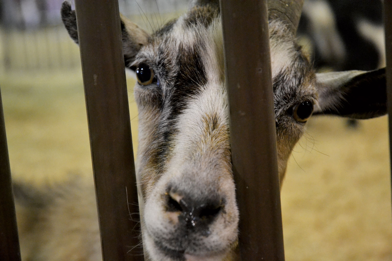 06-21-23-Interstate-Fair-6-tle | News, Sports, Jobs - News and Sentinel